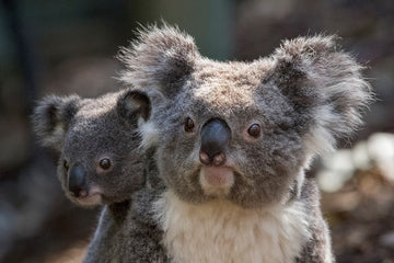 Perth Zoo Shop