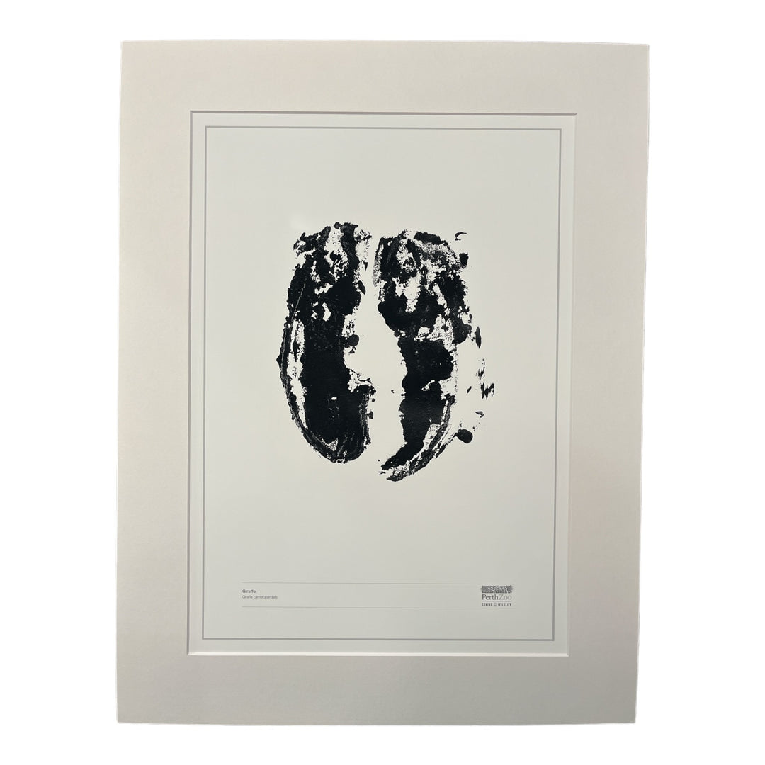 Giraffe Paw Print – Perth Zoo Shop