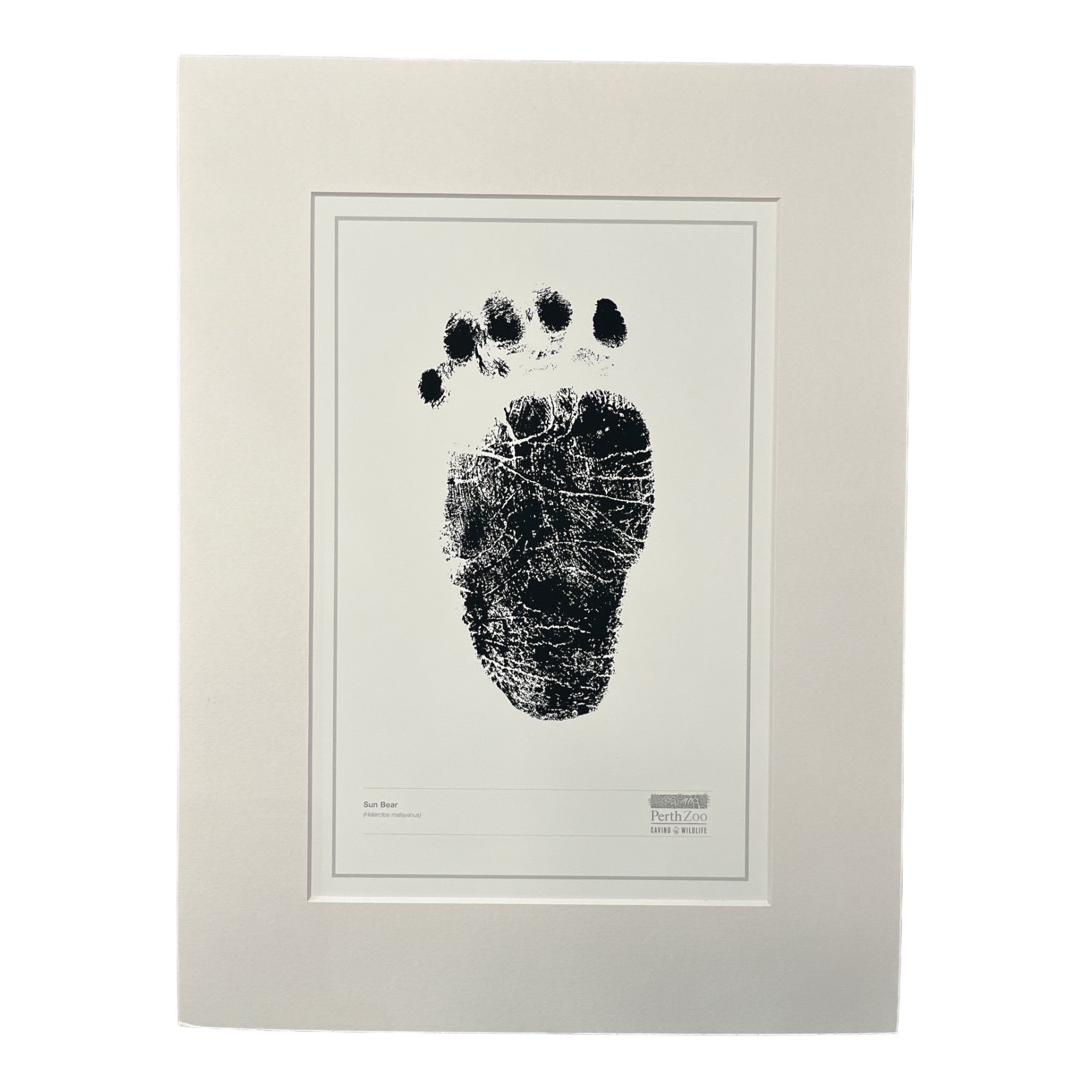 Sun Bear Paw Print – Perth Zoo Shop