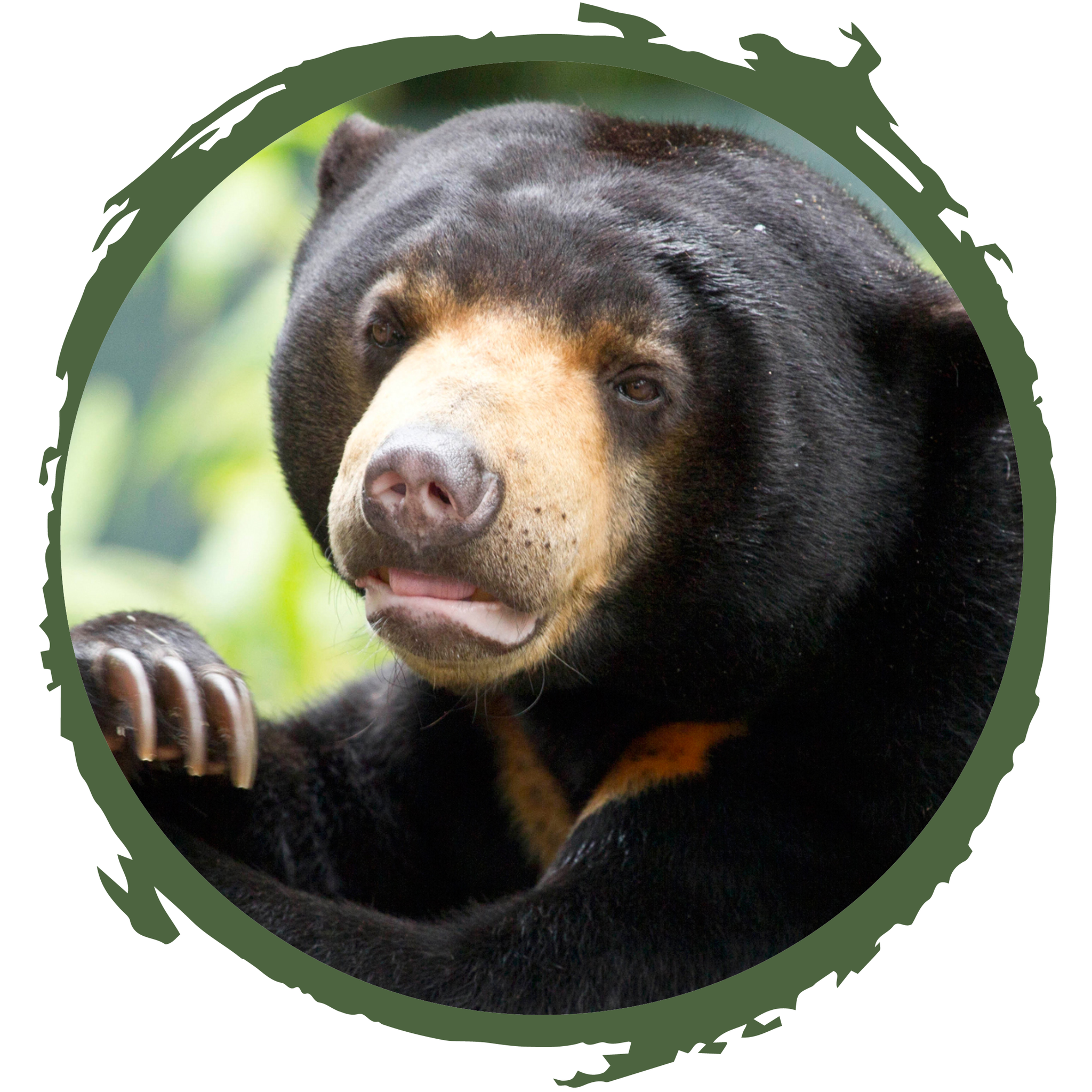 Donate - Conservation in the Wild – Perth Zoo Shop
