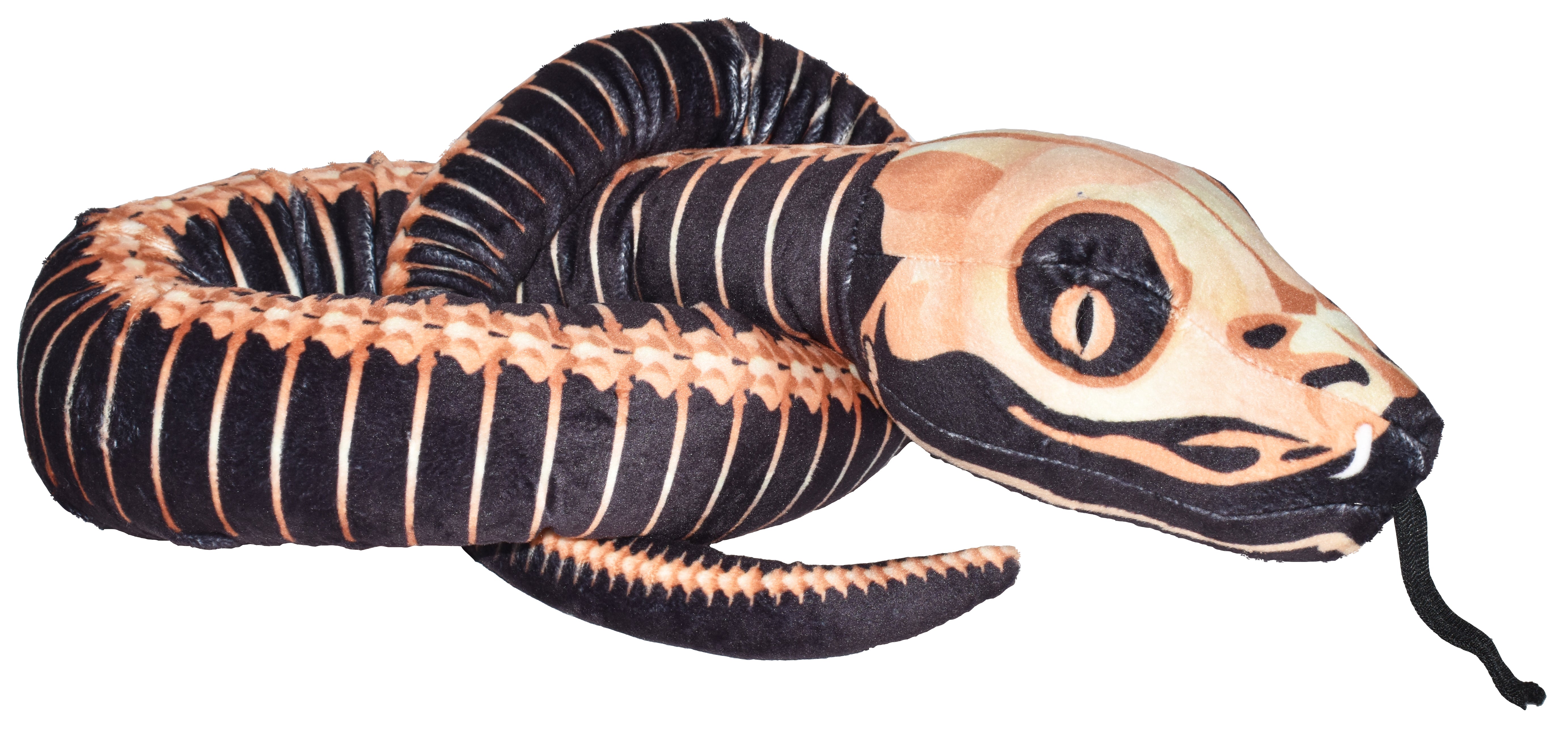 Skeleton Snake – Perth Zoo Shop