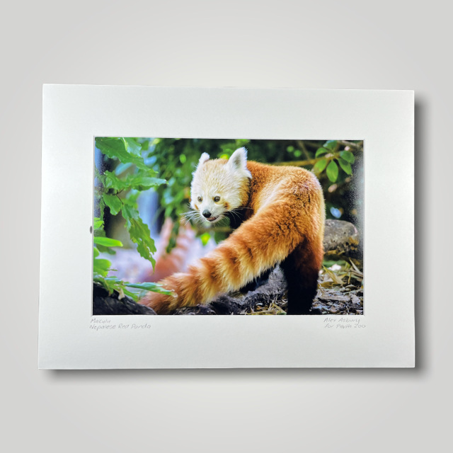 Red Panda Wild Art Photograph – Perth Zoo Shop