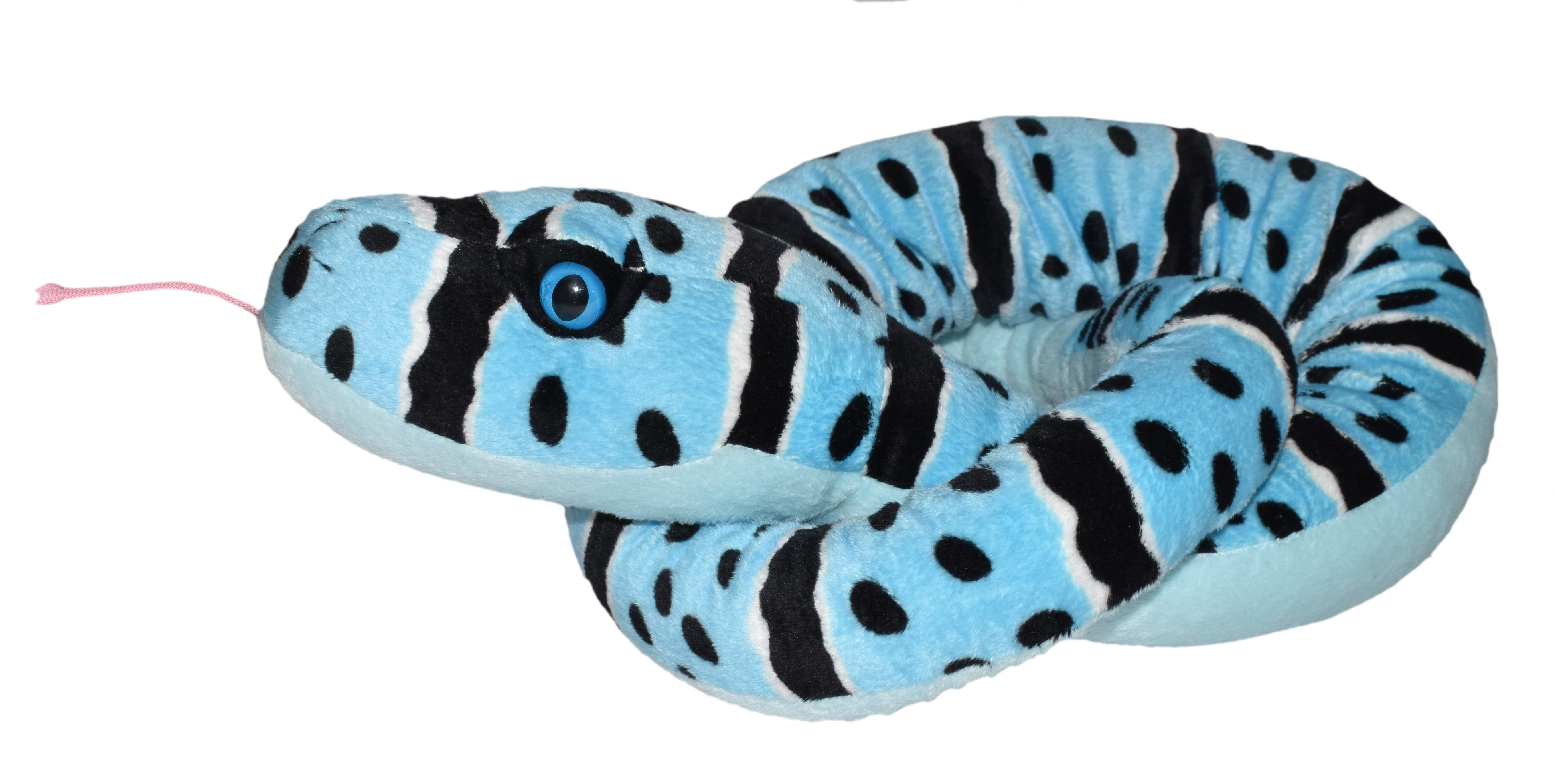 Blue Rock Rattle Snake – Perth Zoo Shop