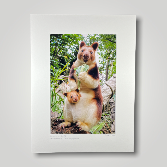 Tree Kangaroo and Joey Wild Art Photograph – Perth Zoo Shop