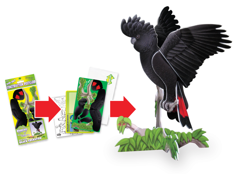 Red-Tailed Black Cockatoo Pop-Out Construction Postcard – Perth Zoo Shop