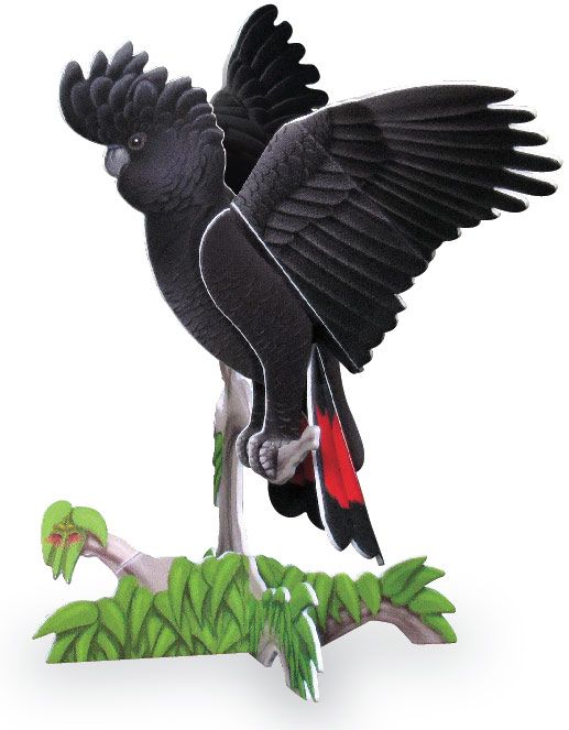 Red-Tailed Black Cockatoo Pop-Out Construction Postcard – Perth Zoo Shop